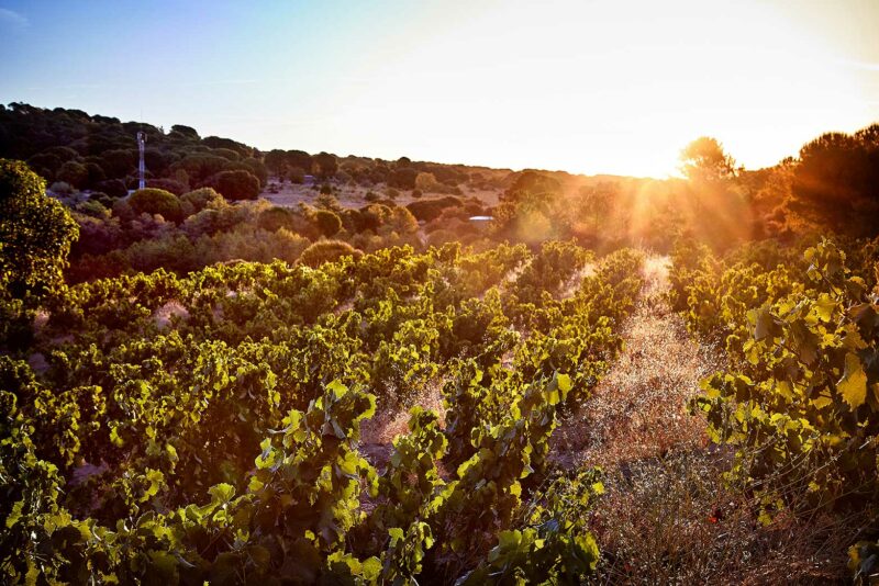 Bodega Marañones ENG - Alma Carraovejas