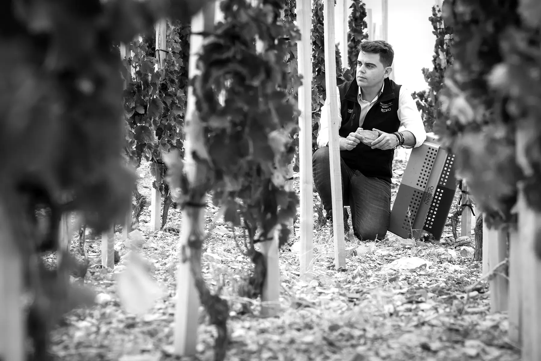 Bodega Ossian - Alma Carraovejas
